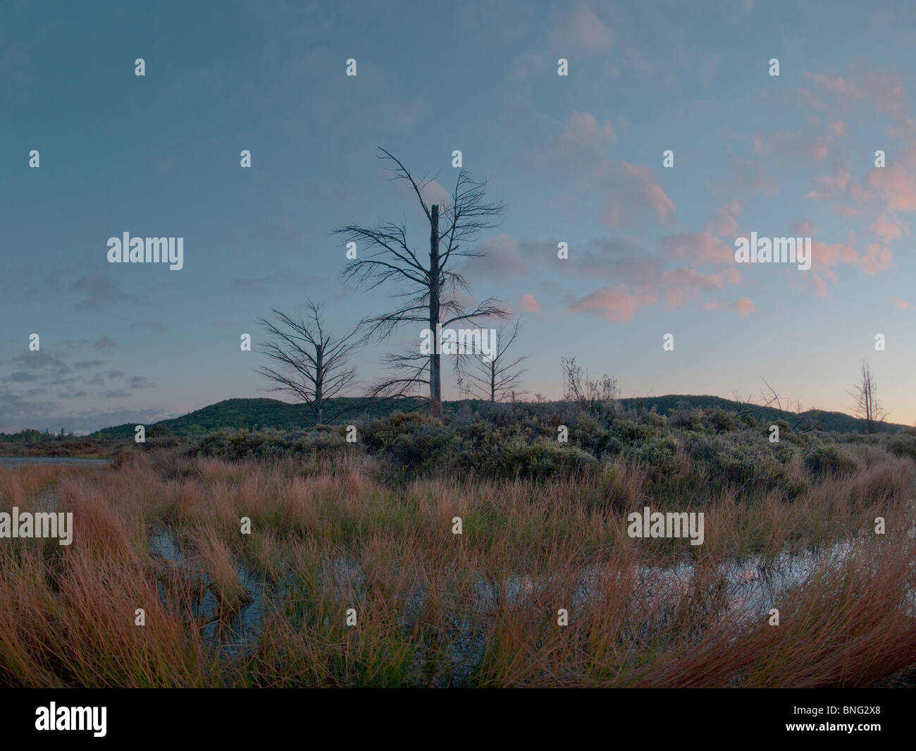 Reeds in a swamp, Kelderhouse Swamp, Leelanau County, Michigan, USA ...