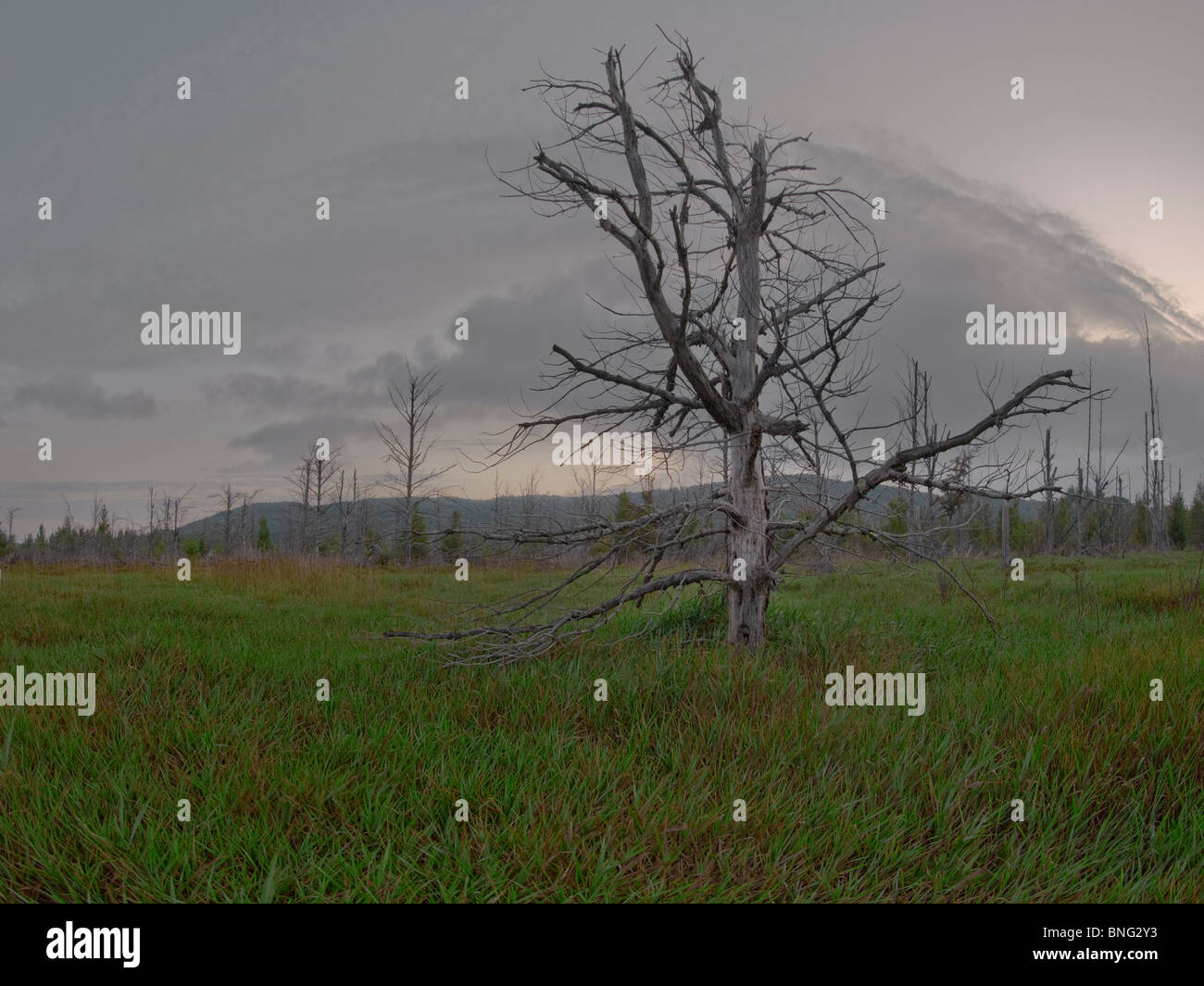 Dead tree in a swamp, Kelderhouse Swamp, Leelanau County, Michigan, USA ...