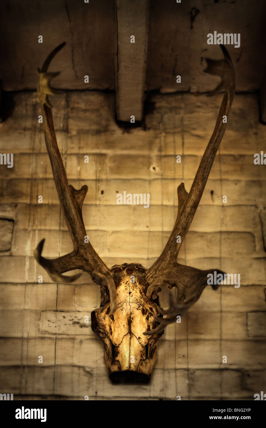 Stag's head skull mounted on wall Stock Photo - Alamy