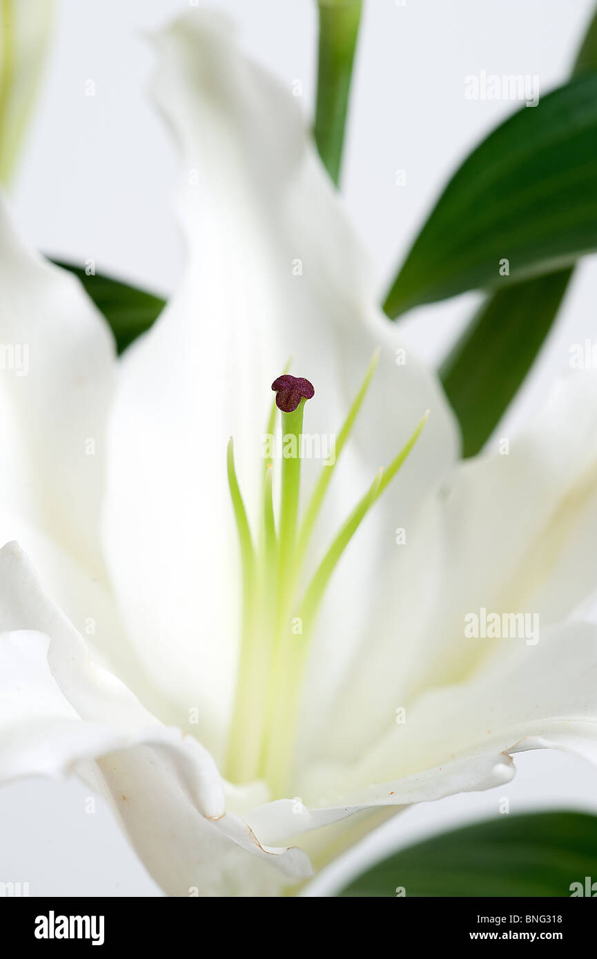 close up of a beautiful lily flower Stock Photo - Alamy