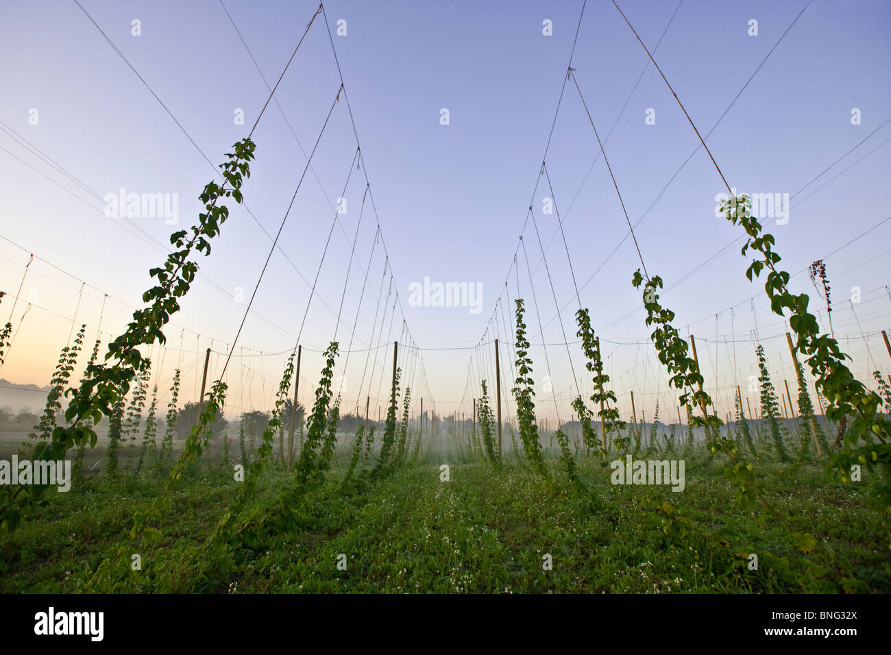 Hops farming, Michigan, USA Stock Photo - Alamy