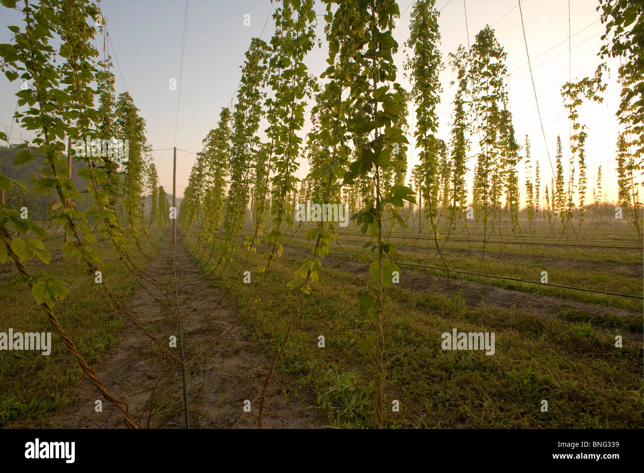 Hops farming, Michigan, USA Stock Photo - Alamy