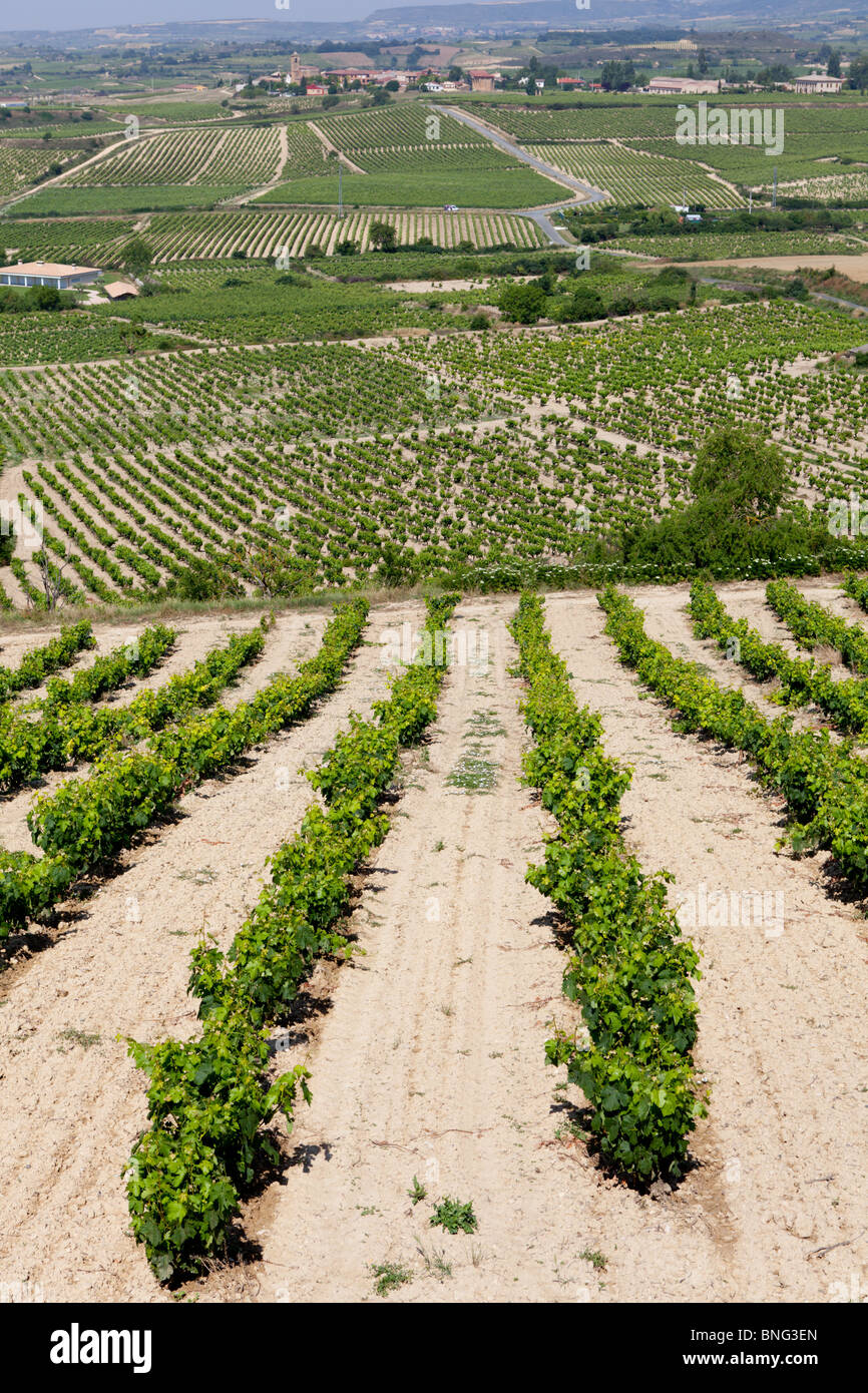 Tempranillo rioja hi-res stock photography and images - Alamy