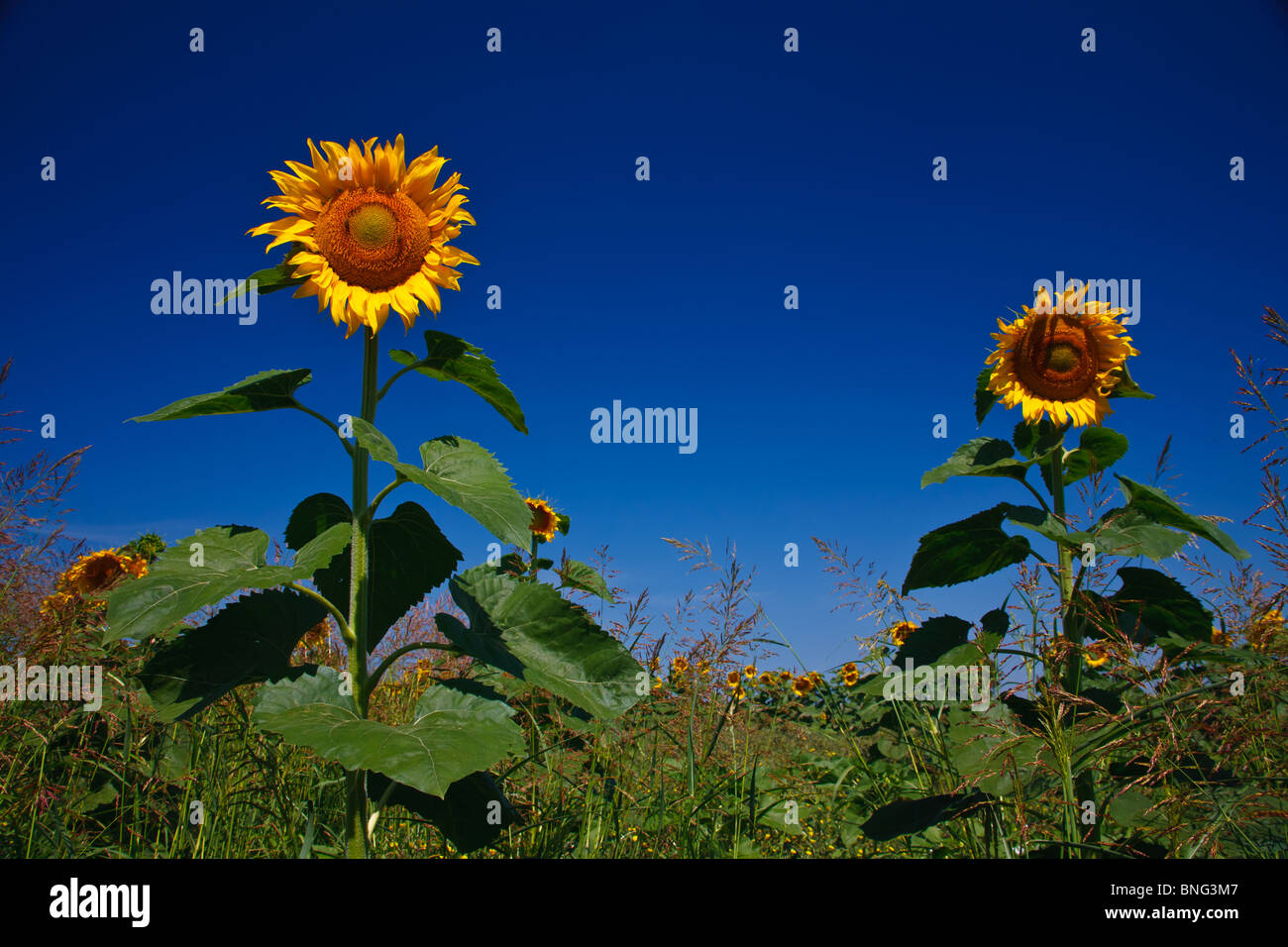Children growing sunflowers hi-res stock photography and images - Alamy