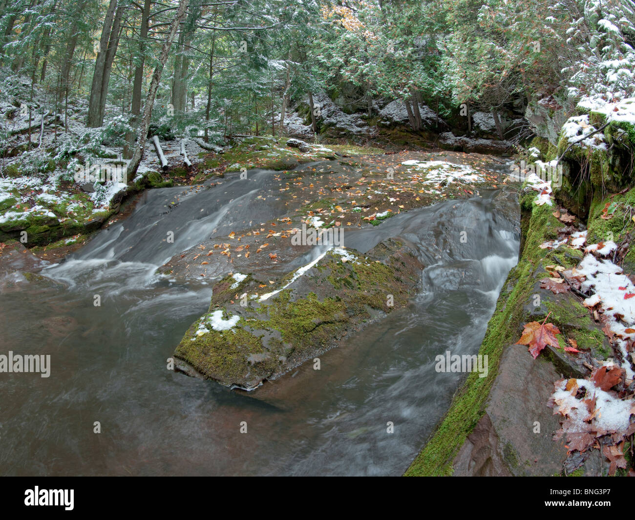 Creek flowing through a forest, Porcupine Mountains, Ontonagon County ...