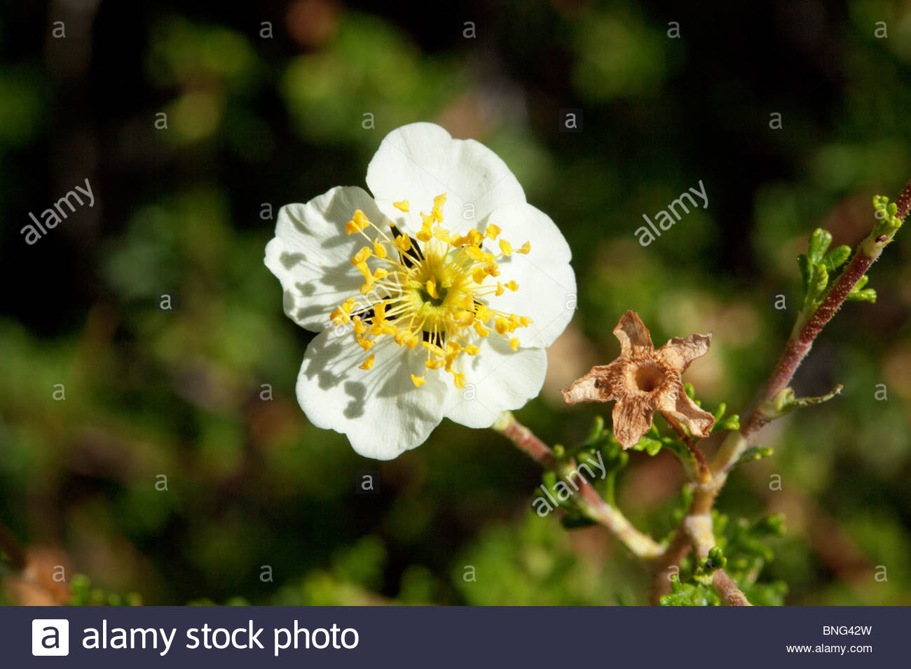 Purshia Mexicana High Resolution Stock Photography and Images - Alamy
