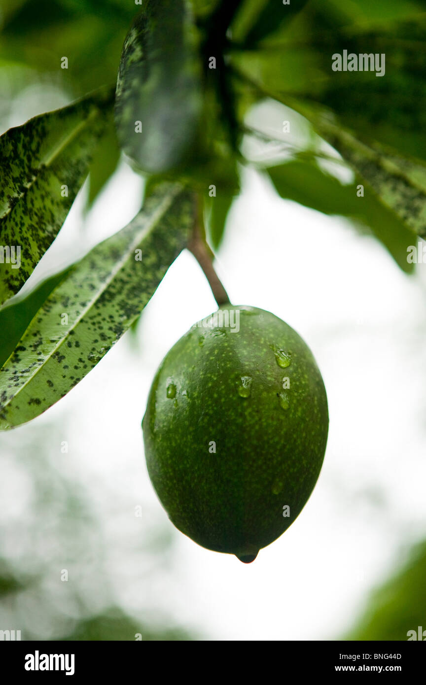 Close-up of a tropical fruit hanging on a branch, Bora Bora, Society ...