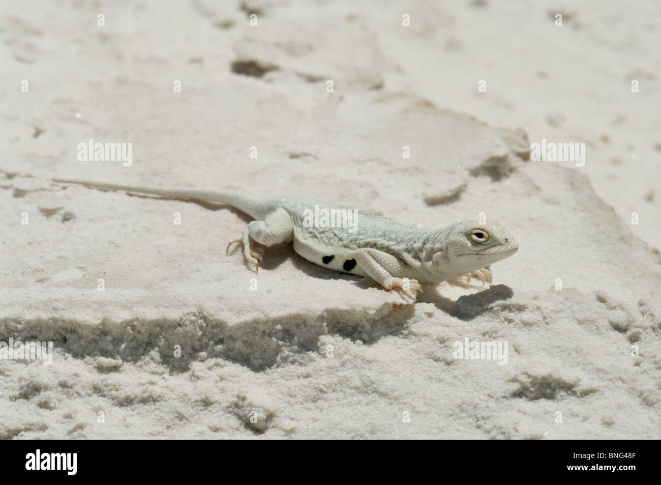 A camouflaged Bleached Earless Lizard (Holbrookia maculata ruthveni) at ...