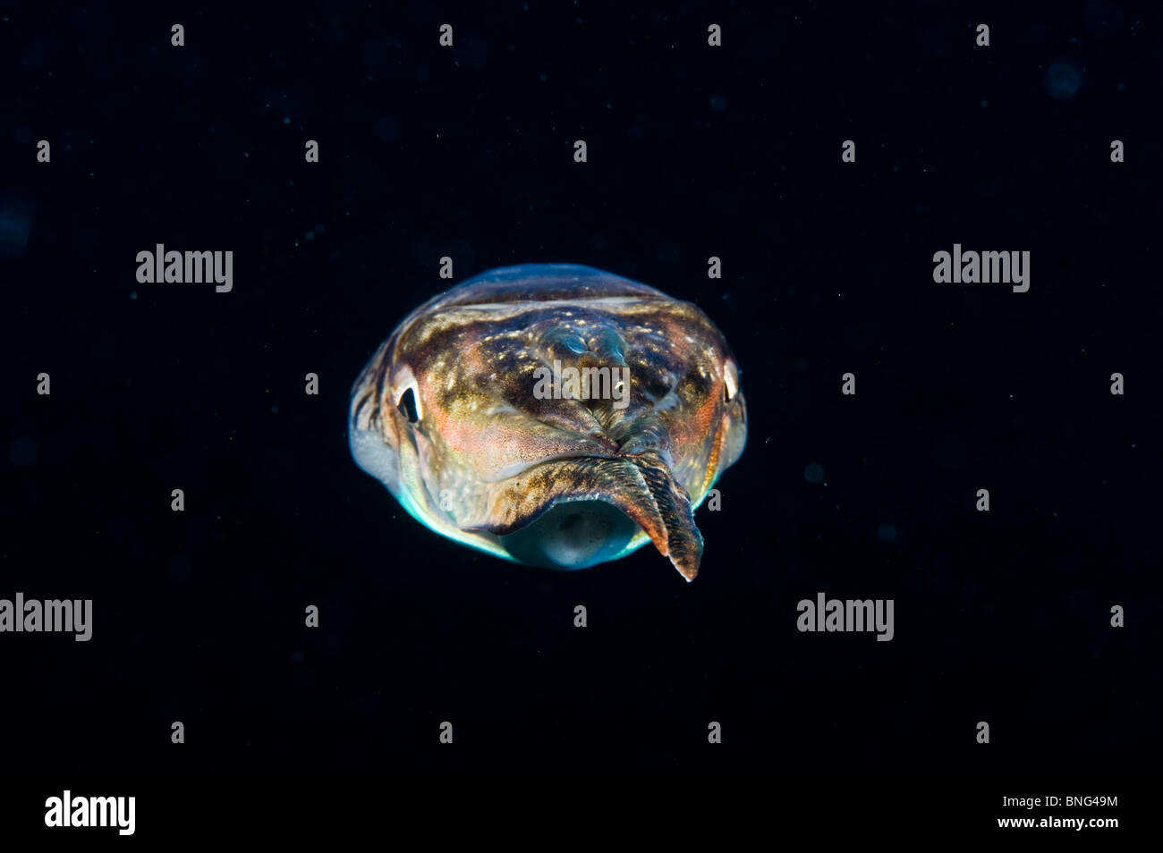 Black cuttle hi-res stock photography and images - Alamy