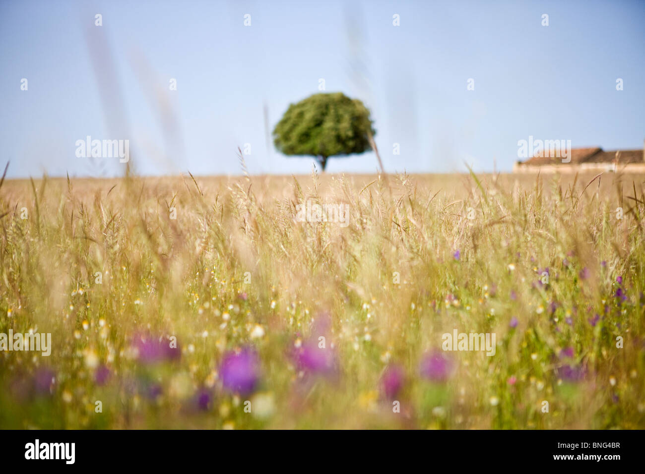 A wildflower meadow with a lone tree on the horizon Stock Photo - Alamy