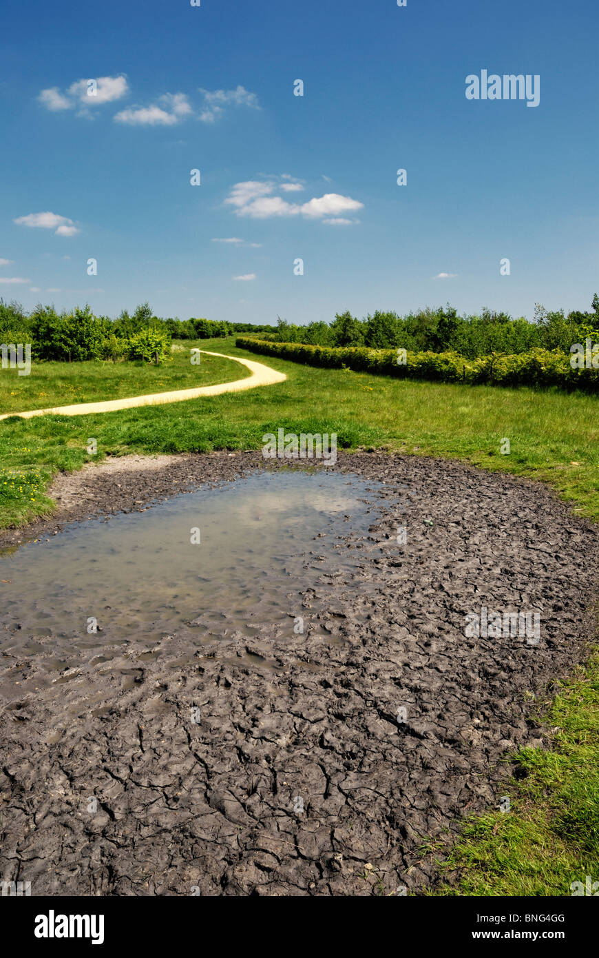 small pond drying out in hot weather Stock Photo - Alamy