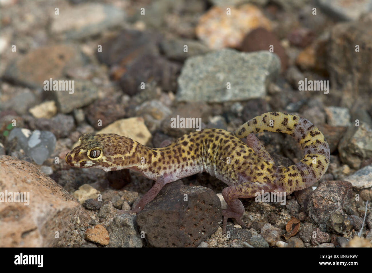 Lesser ground gecko hi-res stock photography and images - Alamy