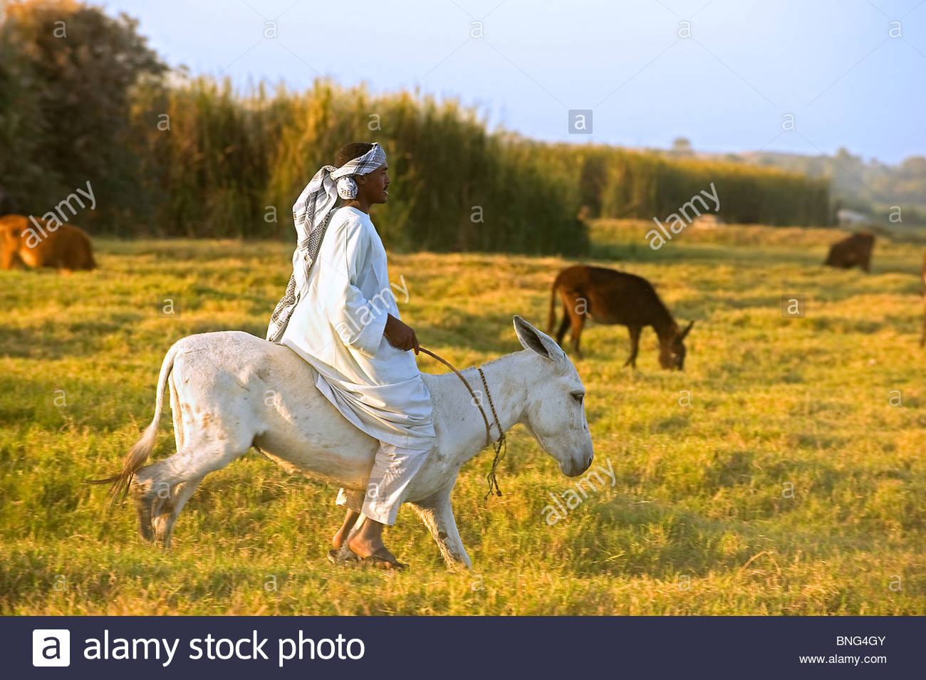 Nubian Stock Photos & Nubian Stock Images - Alamy