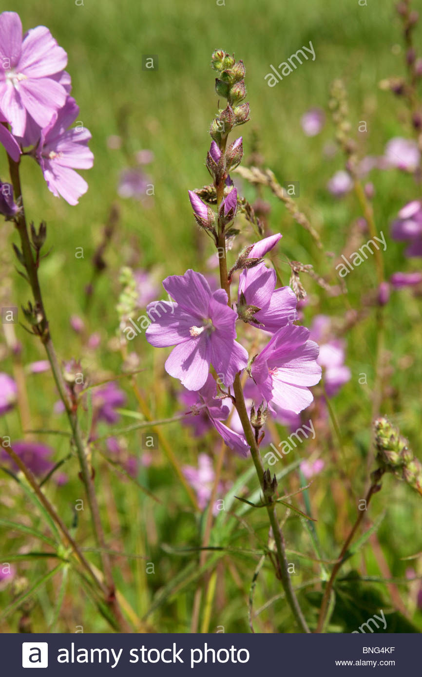 Sidalcea High Resolution Stock Photography and Images - Alamy