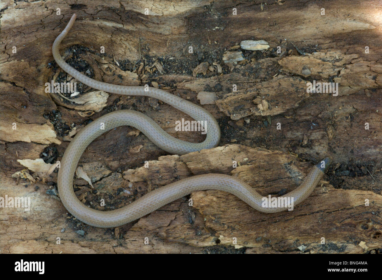A Smith's Black-headed Snake (Tantilla hobartsmithi) at Big Bend ...