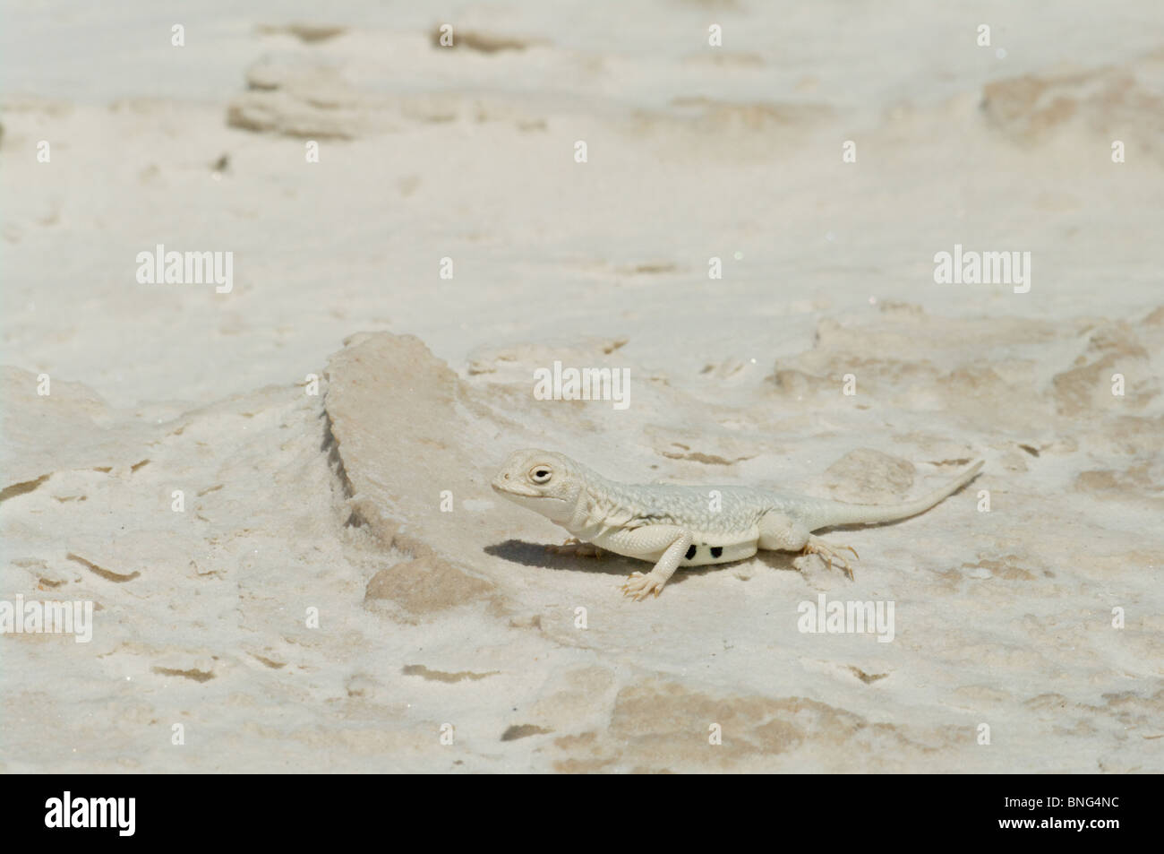 A camouflaged Bleached Earless Lizard (Holbrookia maculata ruthveni) at ...