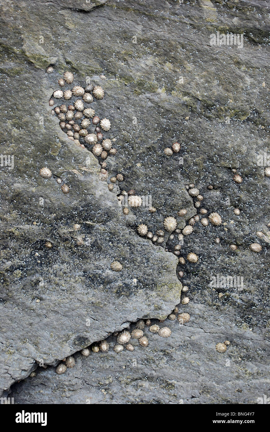 Sea shells on submerged rock Stock Photo - Alamy