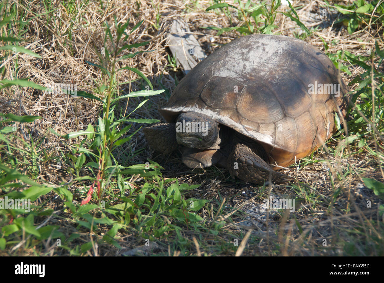 A Gopher Tortoise (Gopherus polyphemus) in the sandy scrubland on ...