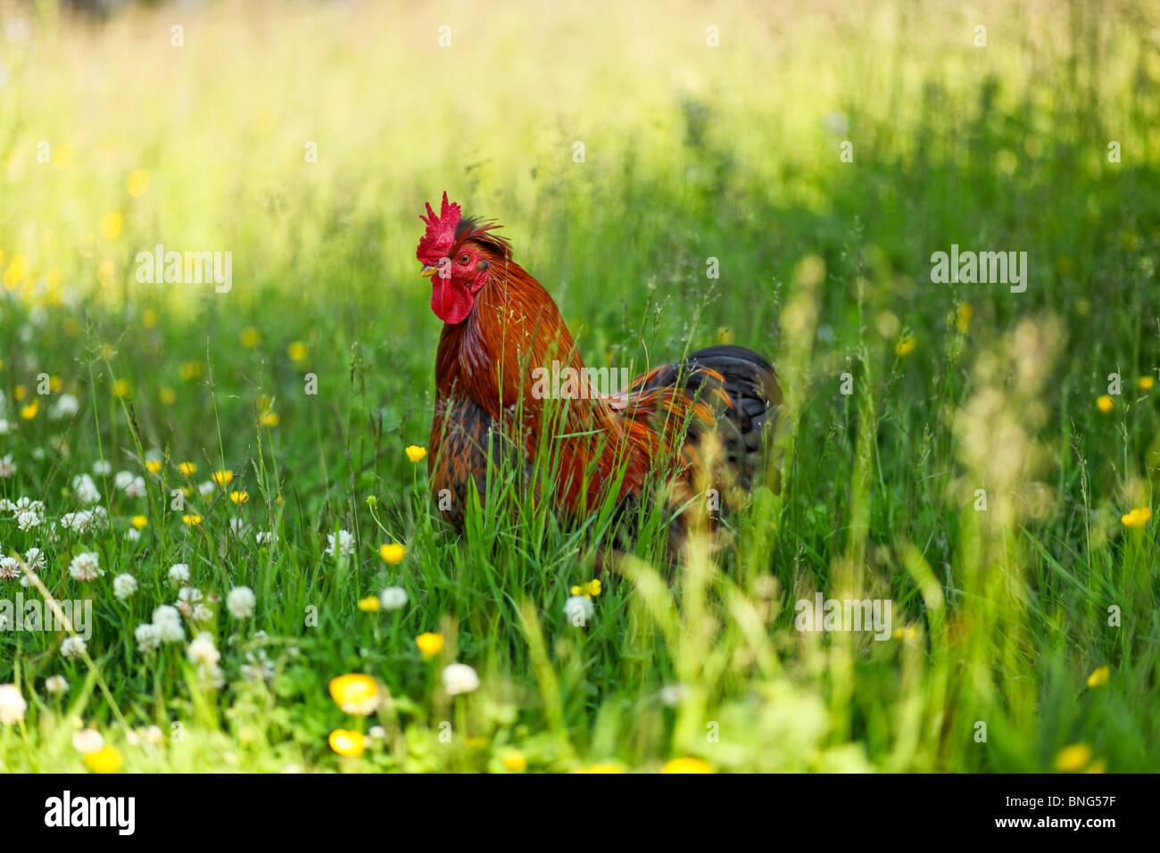 Cockeral hi-res stock photography and images - Alamy
