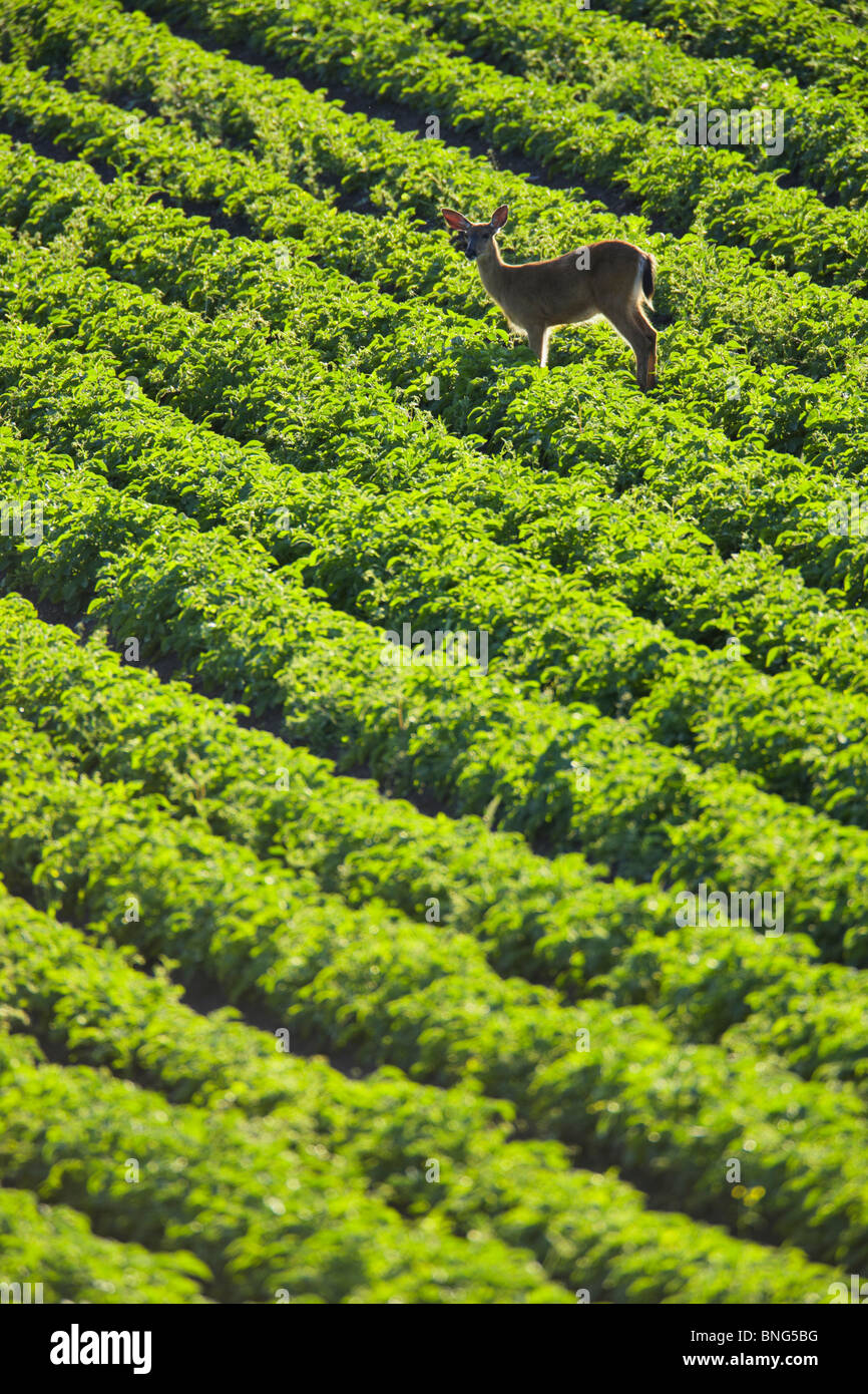 Deer standing in a field, Saanich Peninsula, Victoria, British Columbia ...