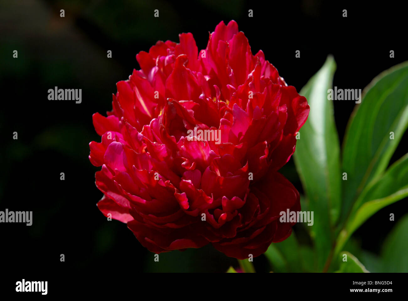 Peony in full bloom Stock Photo - Alamy