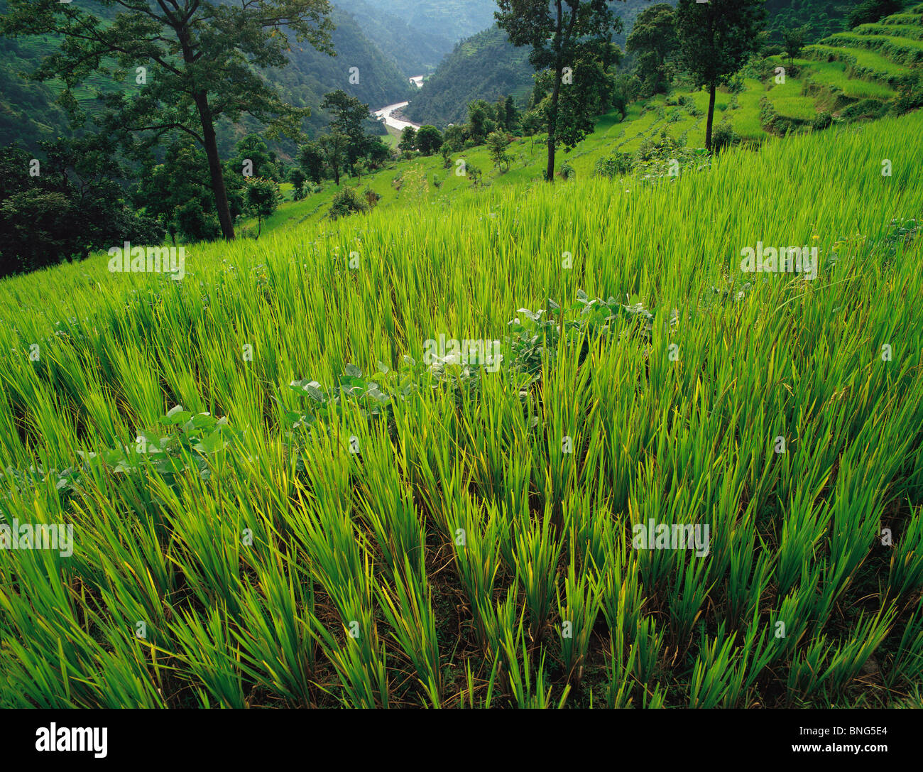 Newly-planted rice fields looking down to the distant Tamur river in ...