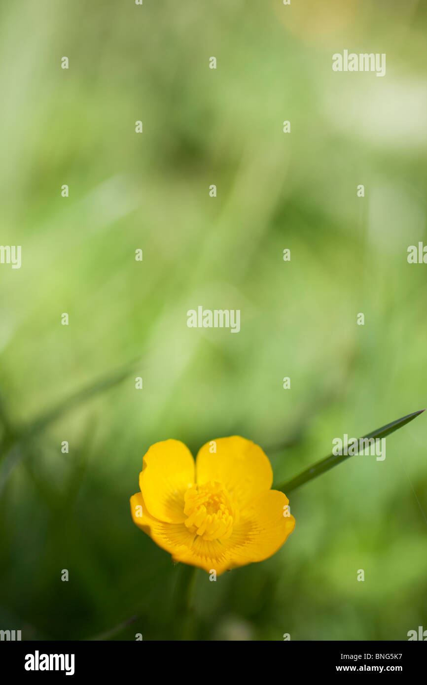 Buttercup growing in a field in Spring Stock Photo - Alamy