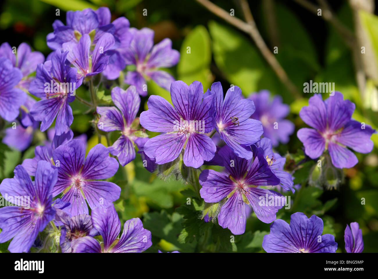Bright blue flowers on a geranium in a garden Stock Photo - Alamy