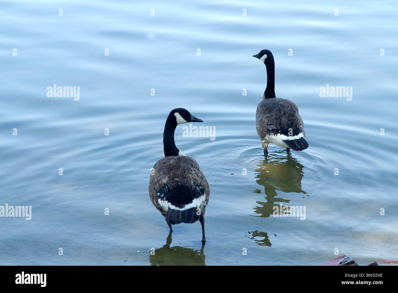 Dara kushner hi-res stock photography and images - Alamy