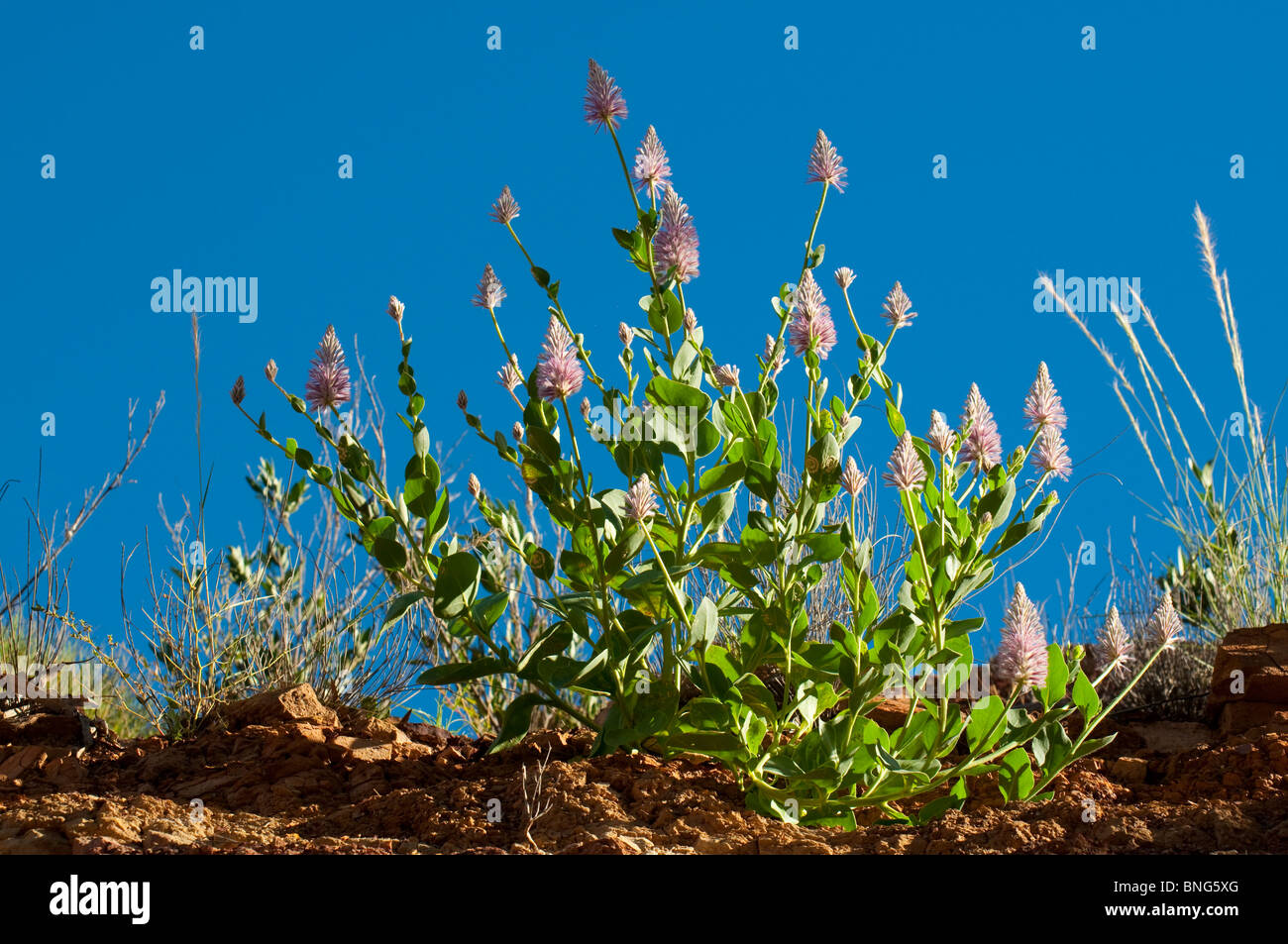 Australian outback plants hi-res stock photography and images - Alamy