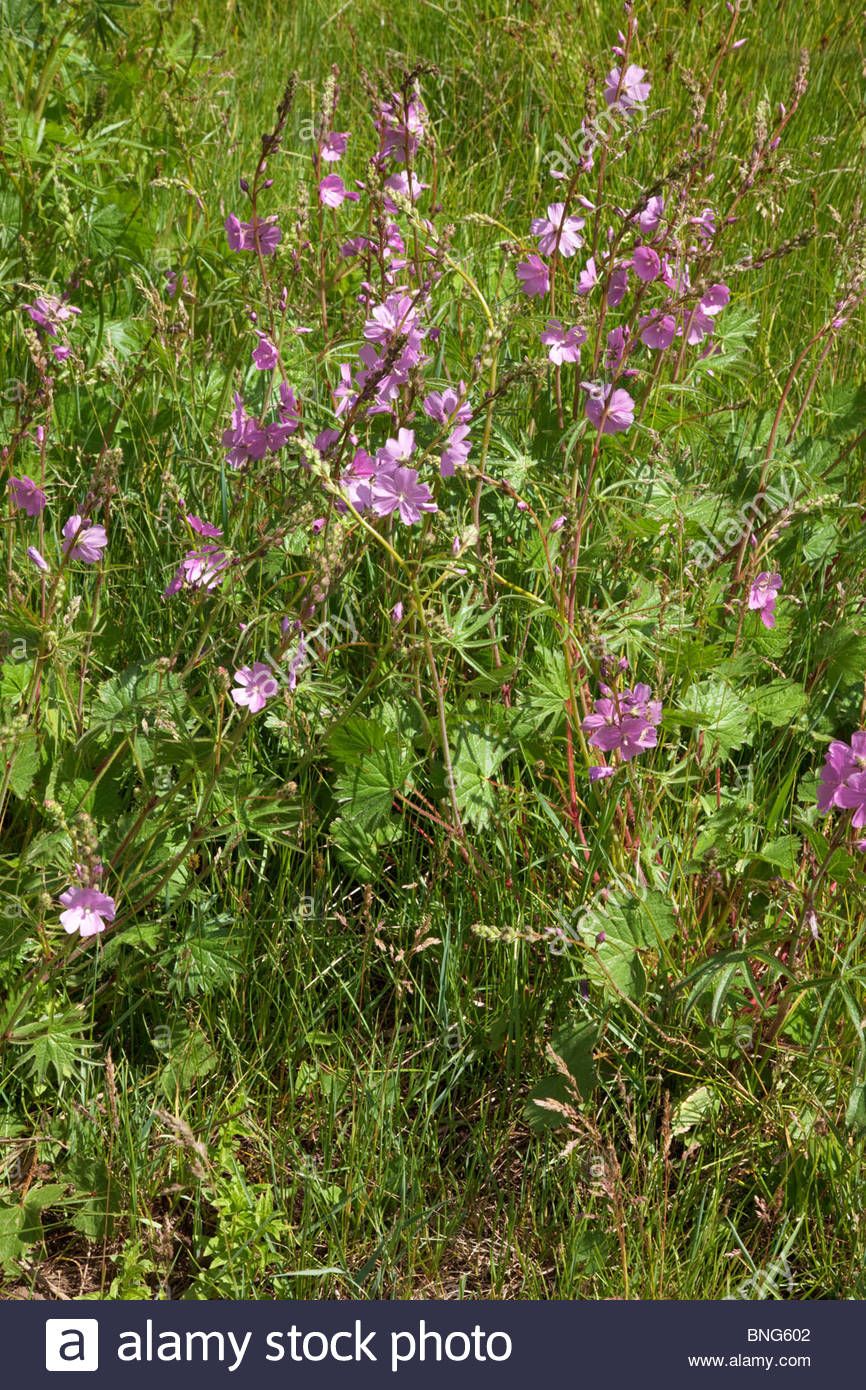 Sidalcea High Resolution Stock Photography and Images - Alamy