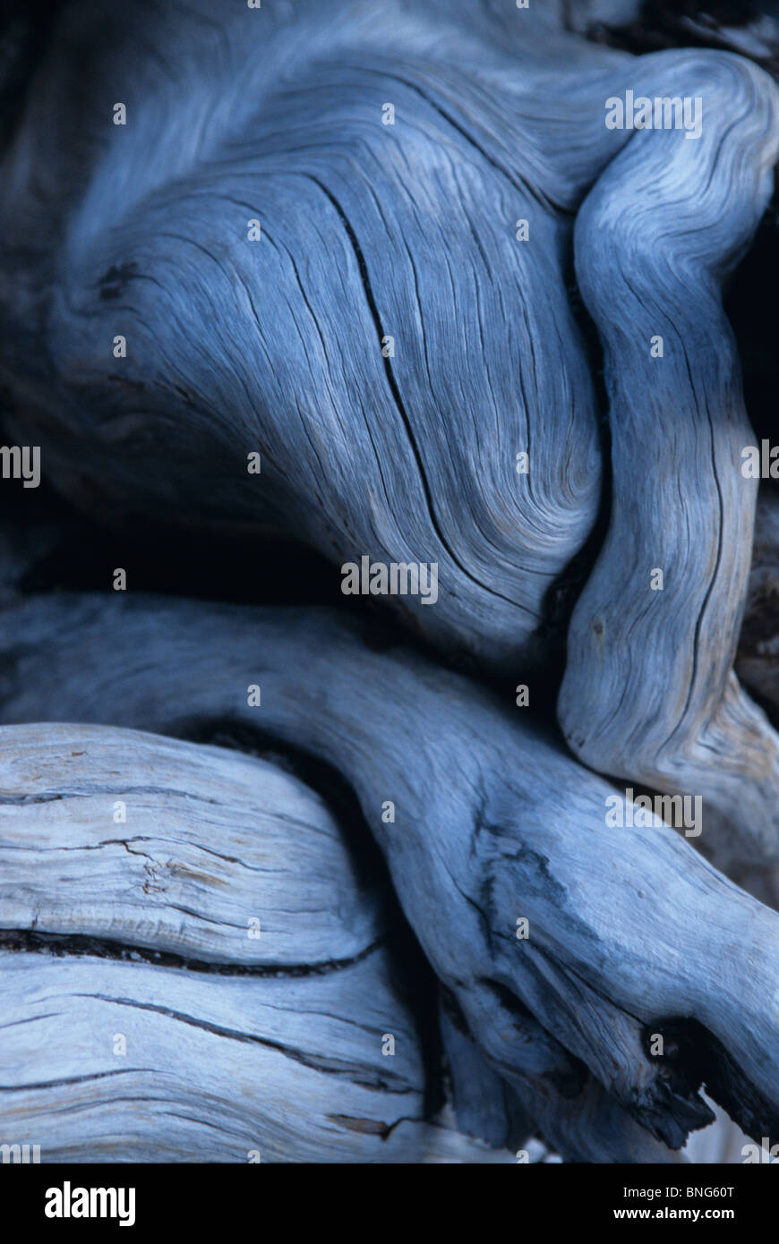 Mangled growth hi-res stock photography and images - Alamy