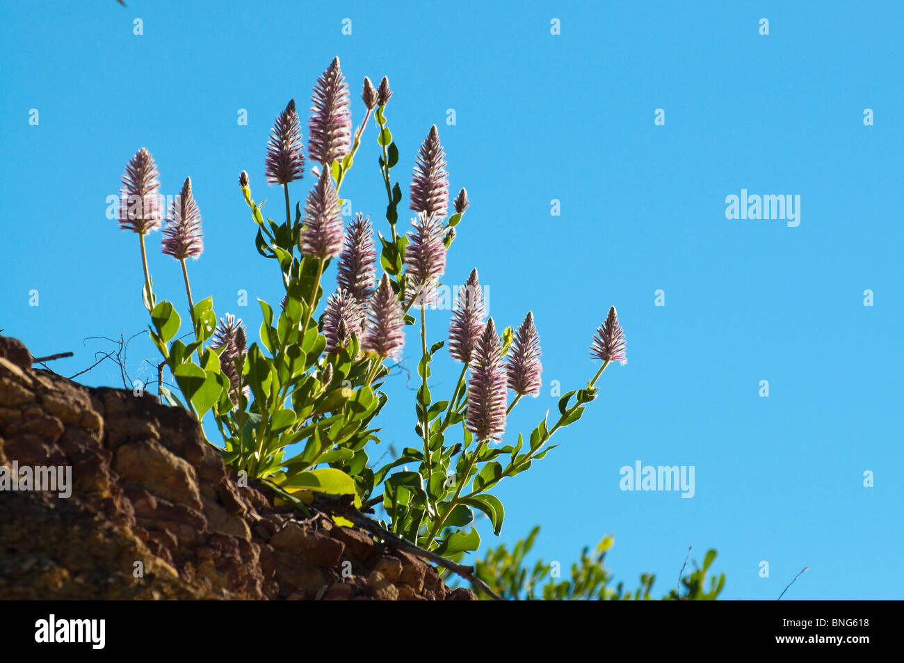 Australian wildflowers mulla mulla hi-res stock photography and images ...