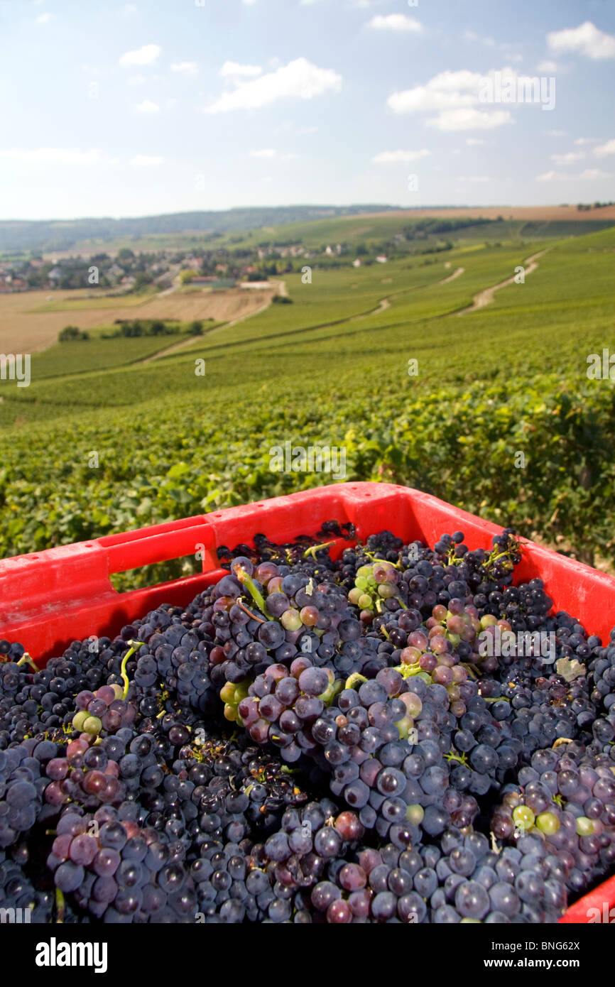 Grapes in france hi-res stock photography and images - Alamy