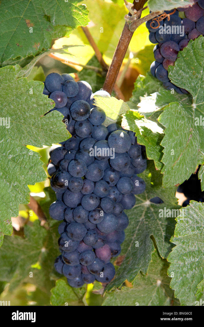 Grapes in france hi-res stock photography and images - Alamy