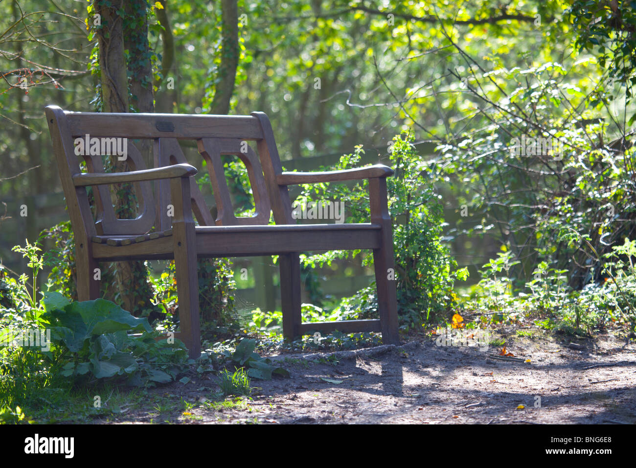 Isolated park bench in the woods in Spring Stock Photo - Alamy