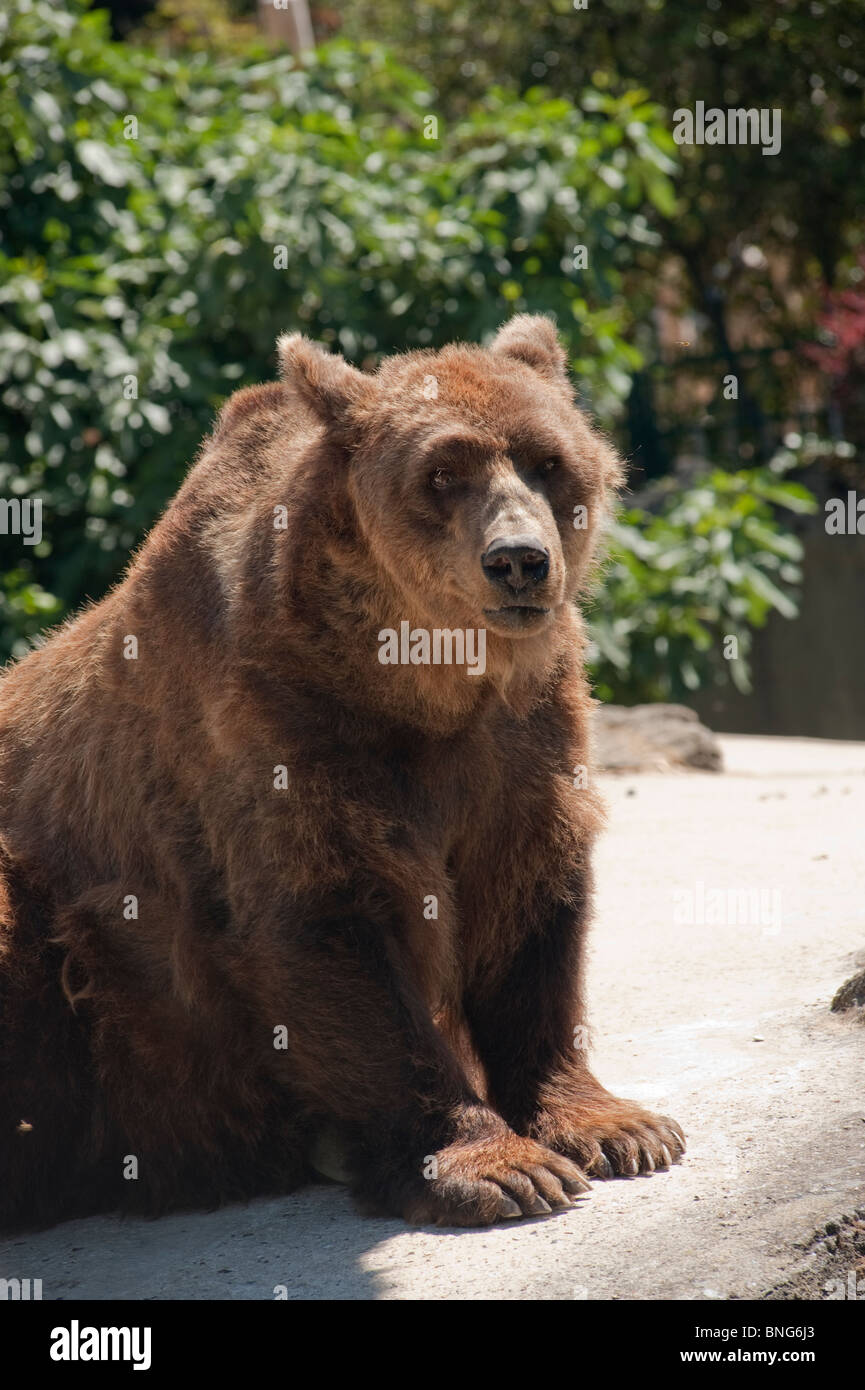 Paris, France, Urban Parks, Gardens, "Bois de Boulogne" European Brown ...