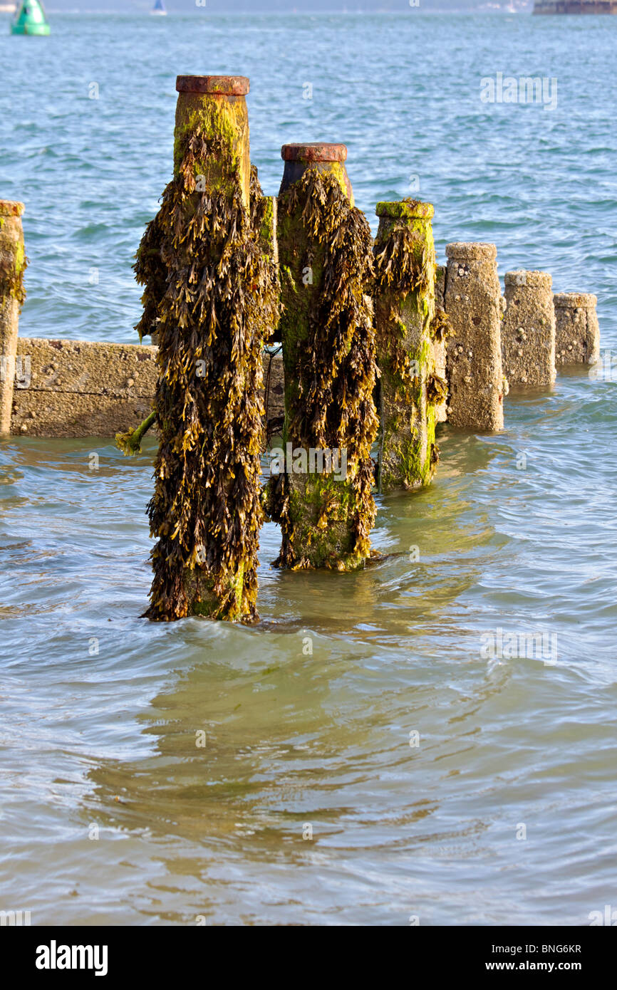 Wooden groynes hi-res stock photography and images - Alamy
