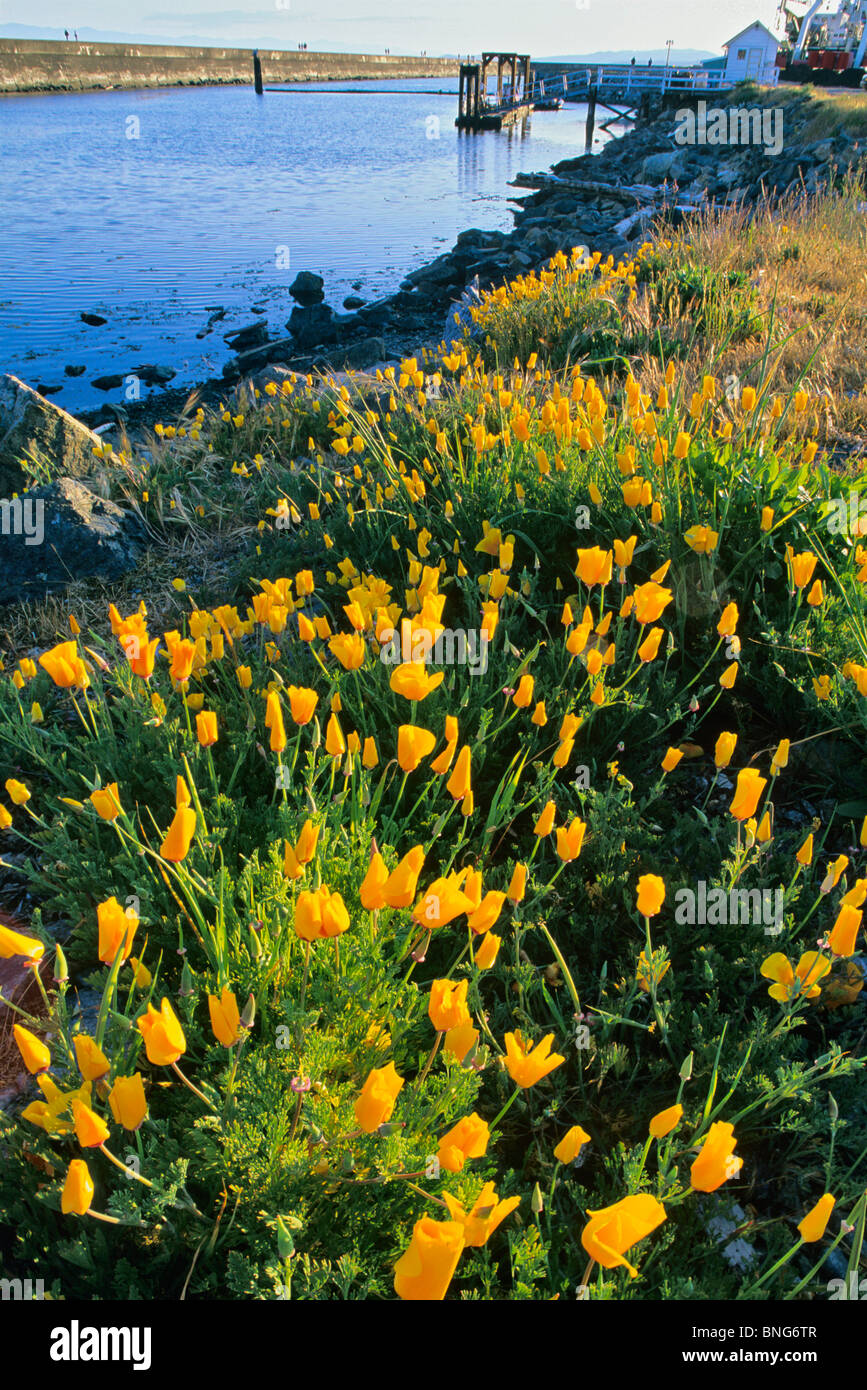 Wildflowers at seaside, Victoria, Vancouver Island, British Columbia ...