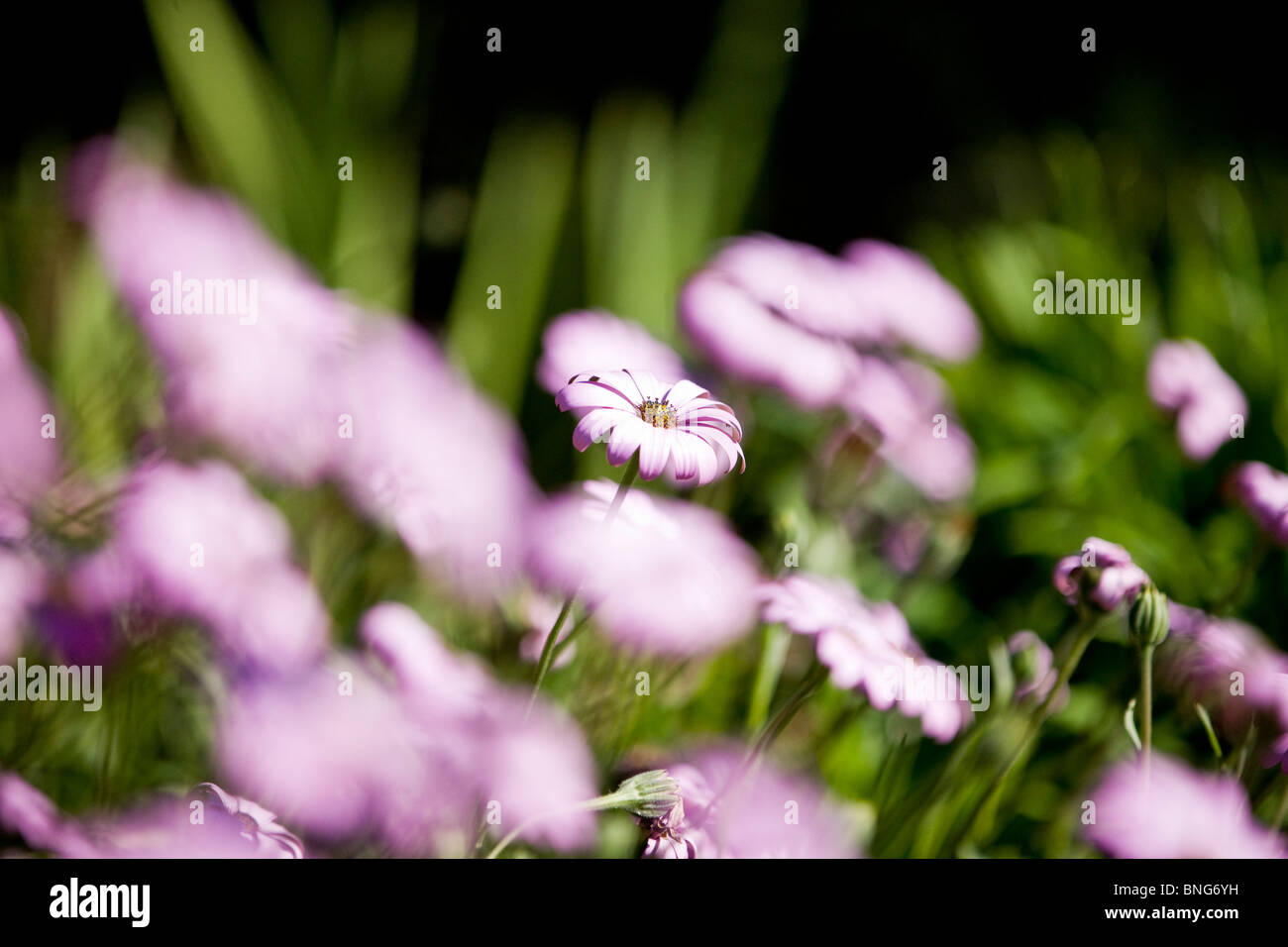 Mauve daisies hi-res stock photography and images - Alamy