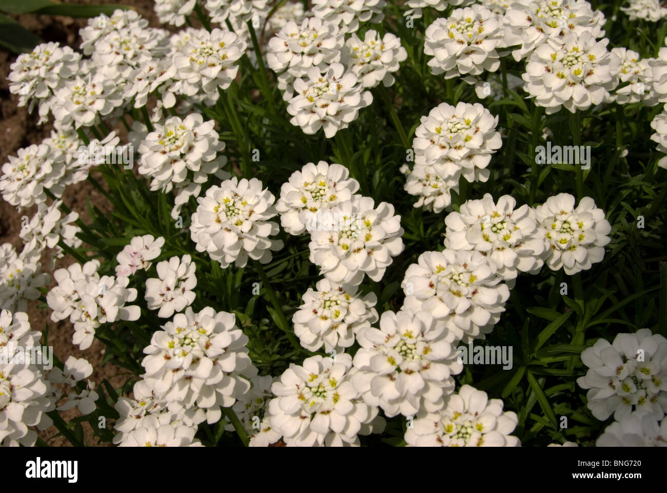 Iberis sempervirens, Evergreen candytuft Stock Photo - Alamy
