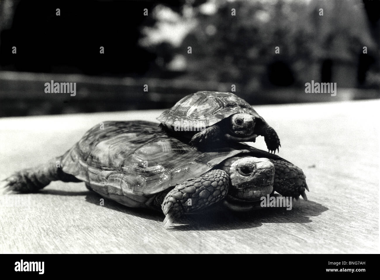 Female tortoise carrying baby tortoise on back Stock Photo - Alamy