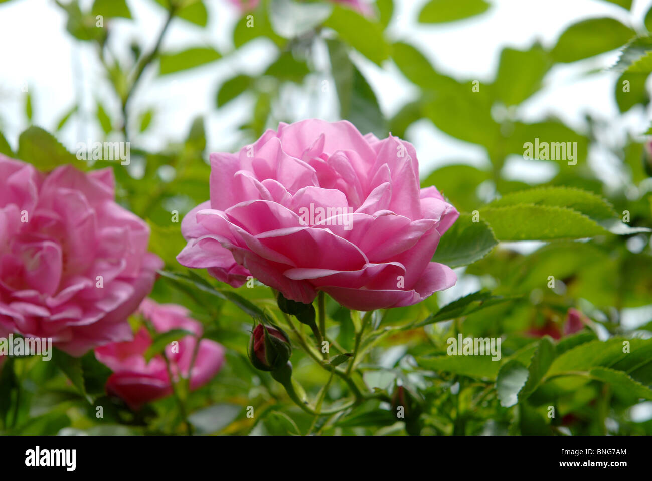 Chaplin rose in full bloom Stock Photo - Alamy