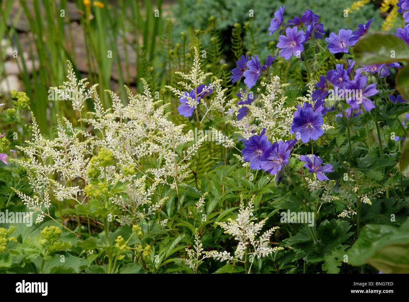 Astilbe and geranium plants in flower Stock Photo - Alamy