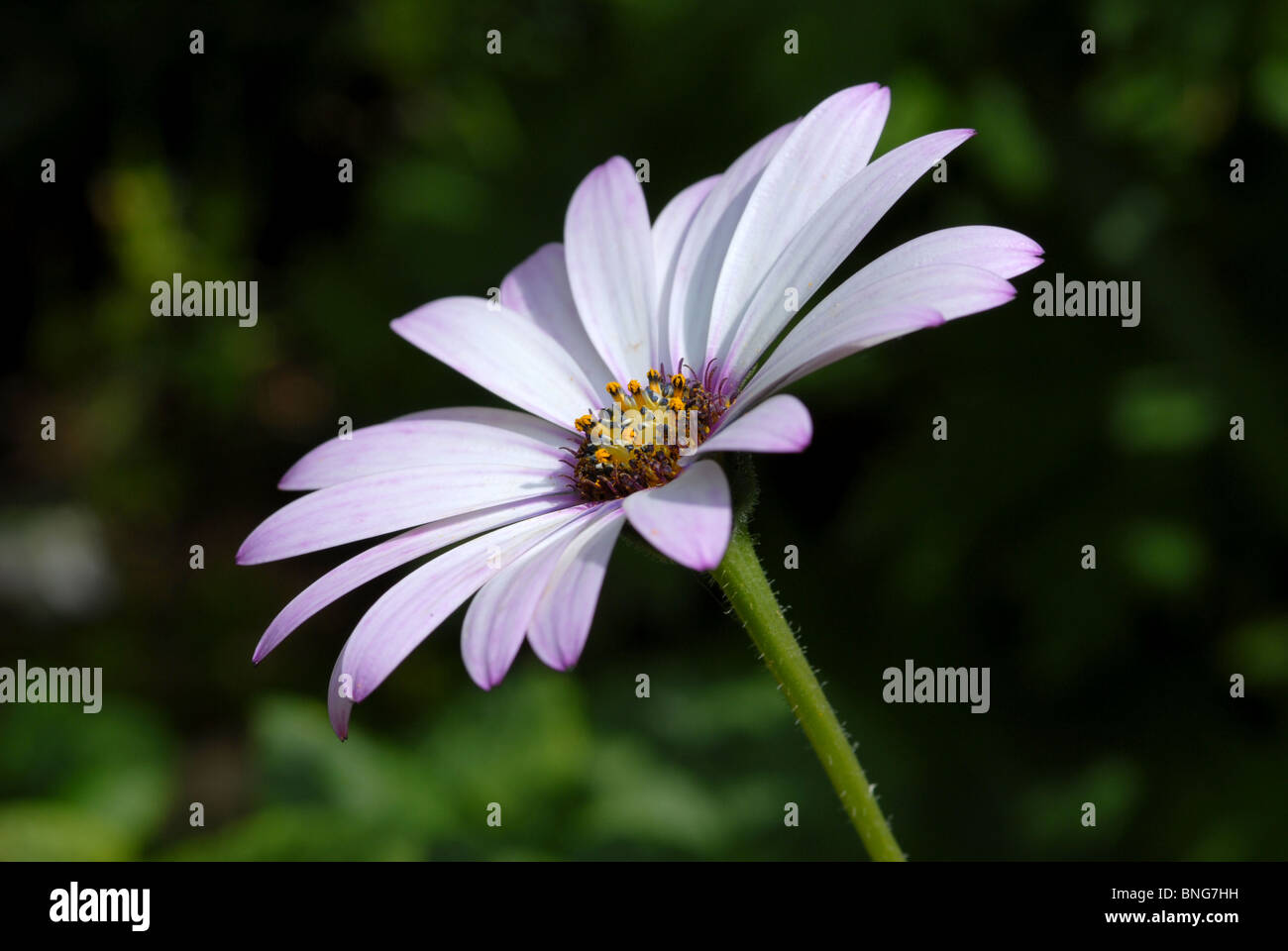 Osteospermum flower in detail hi-res stock photography and images - Alamy
