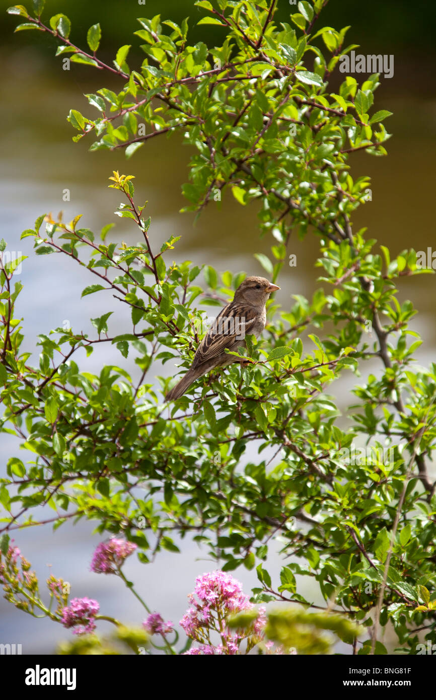 Male female house sparrow perched hi-res stock photography and images ...