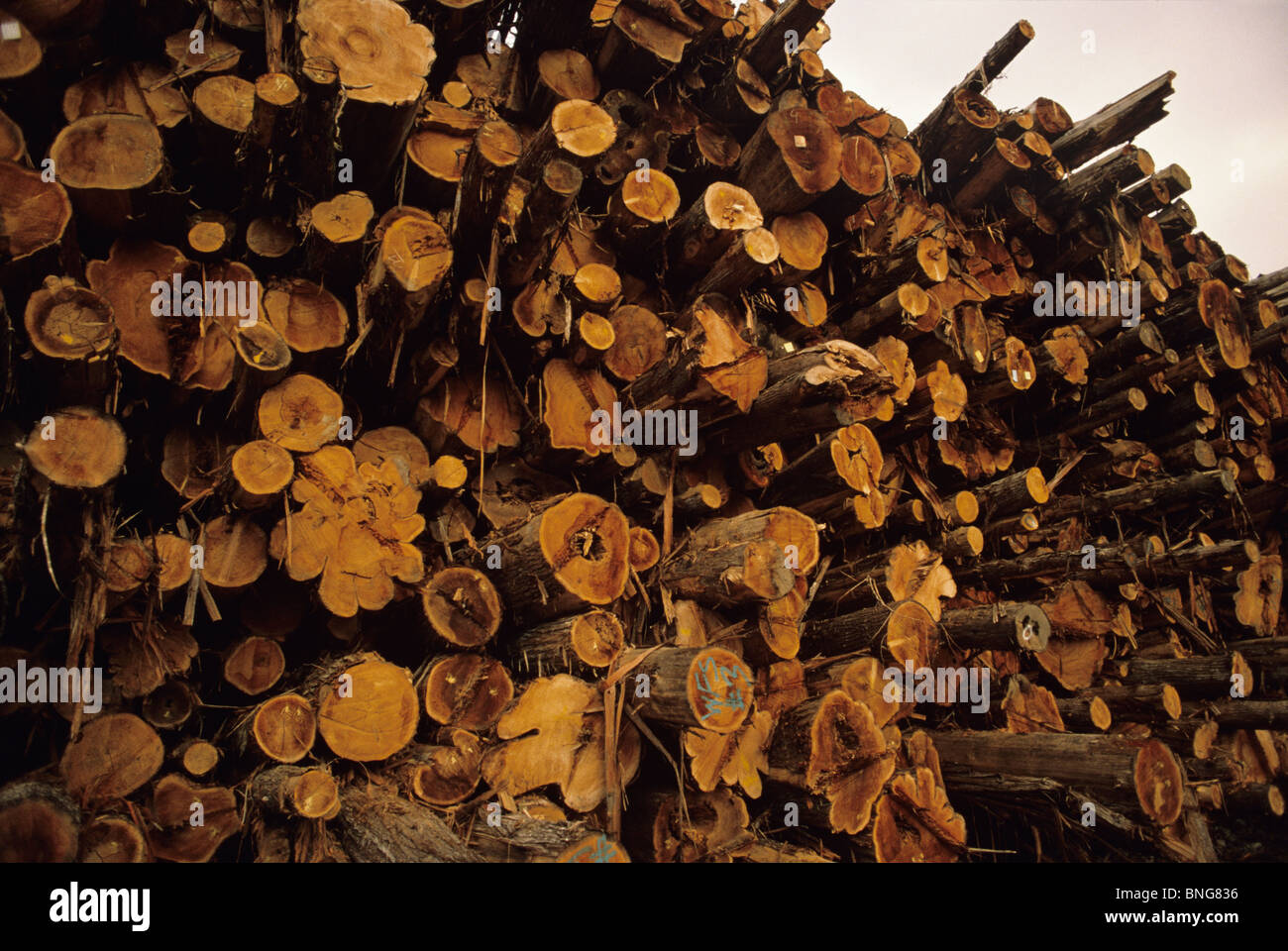 Stack of Cut Logs Stock Photo - Alamy