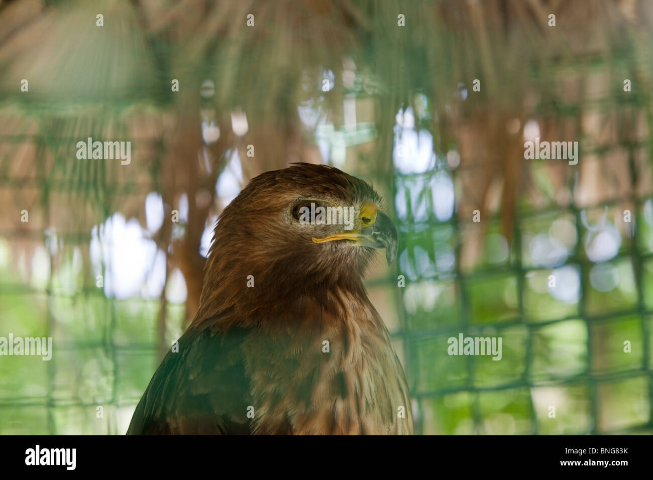 a sad looking hawk in captivity Stock Photo - Alamy