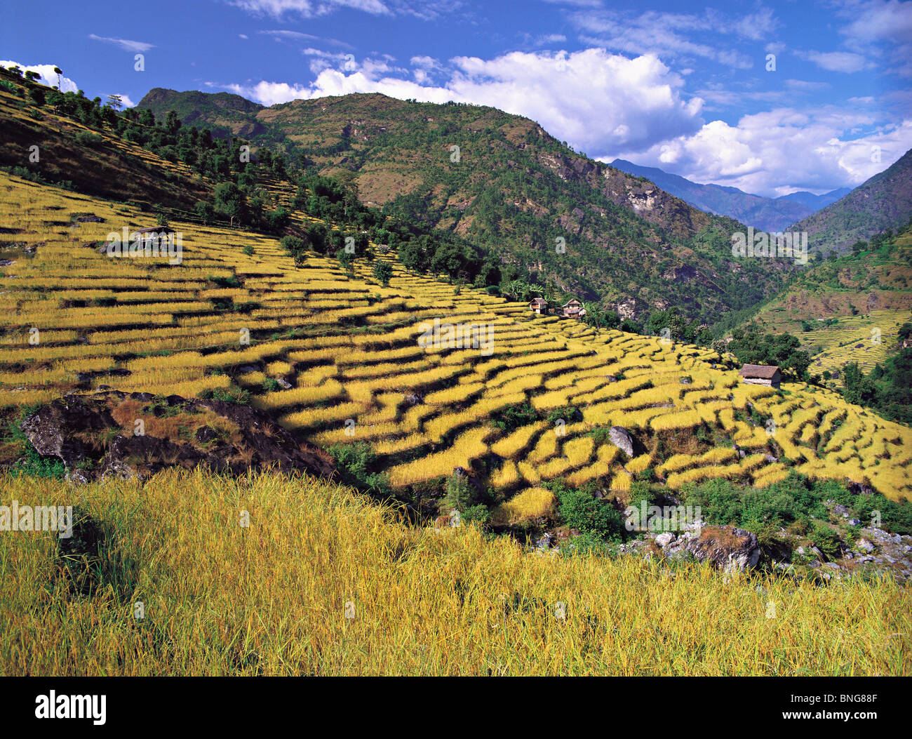 Pat paterson hi-res stock photography and images - Alamy