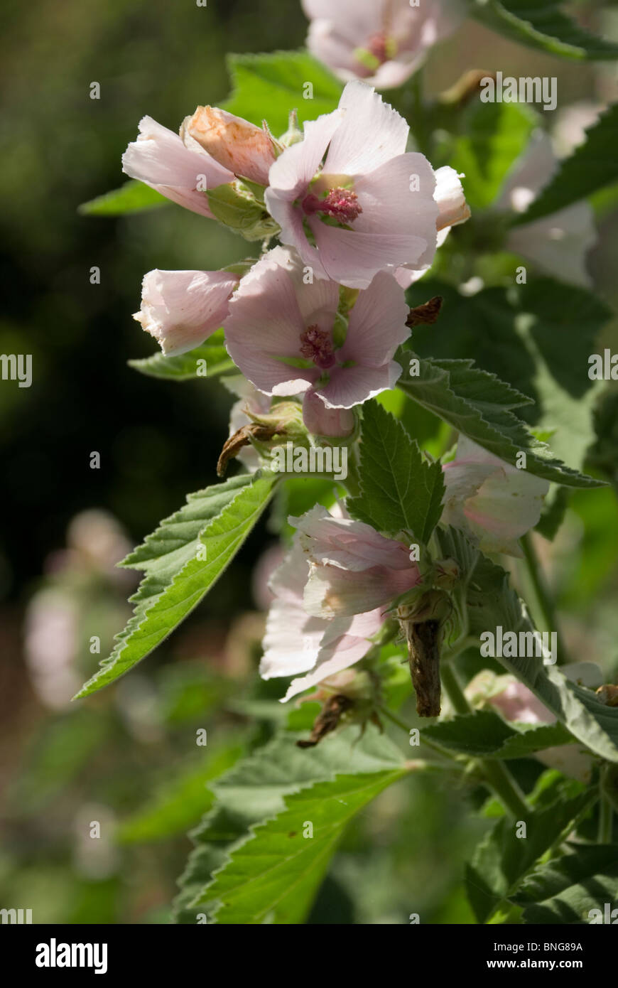 Althaea officinalis, Marsh mallow Stock Photo - Alamy